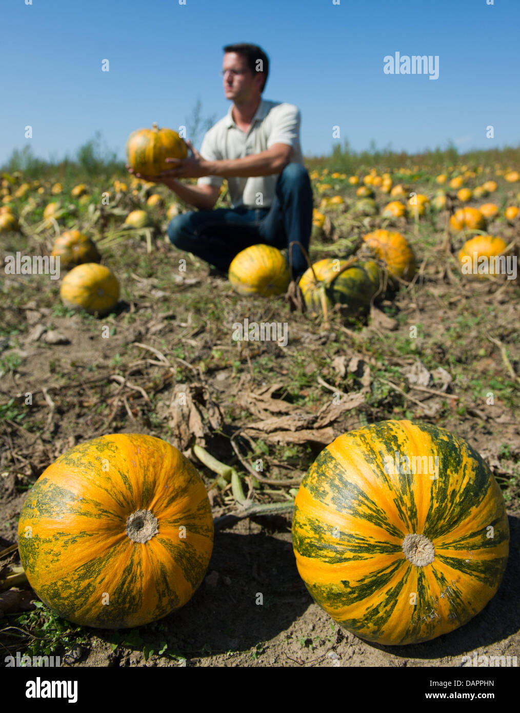 Farmer Thomas Syring of the Syring Feinkost company checks oil squashes ...