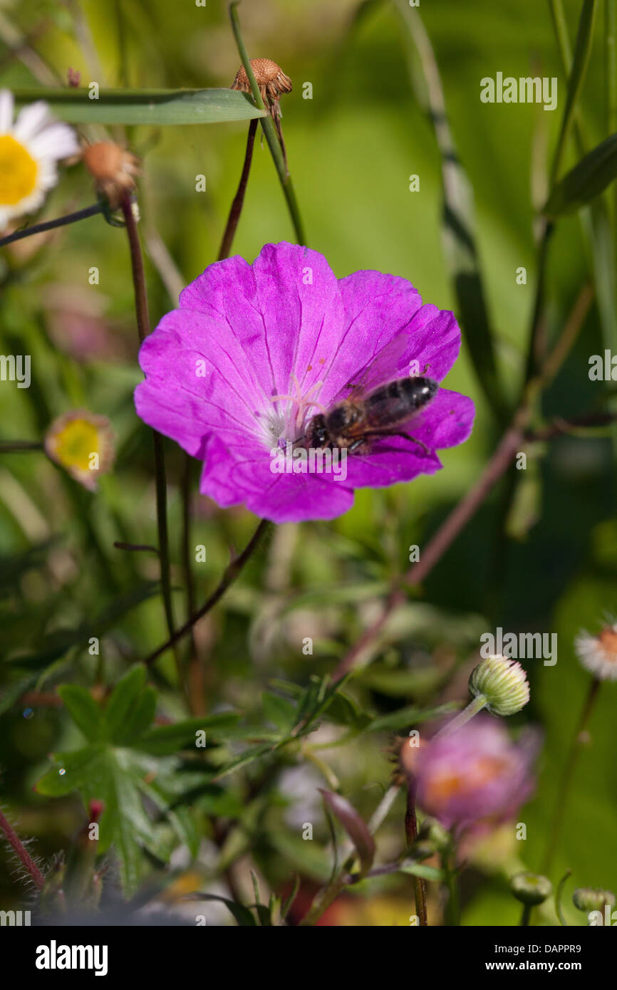 foraging bee on purple geranium flower in the spring garden Stock Photo ...