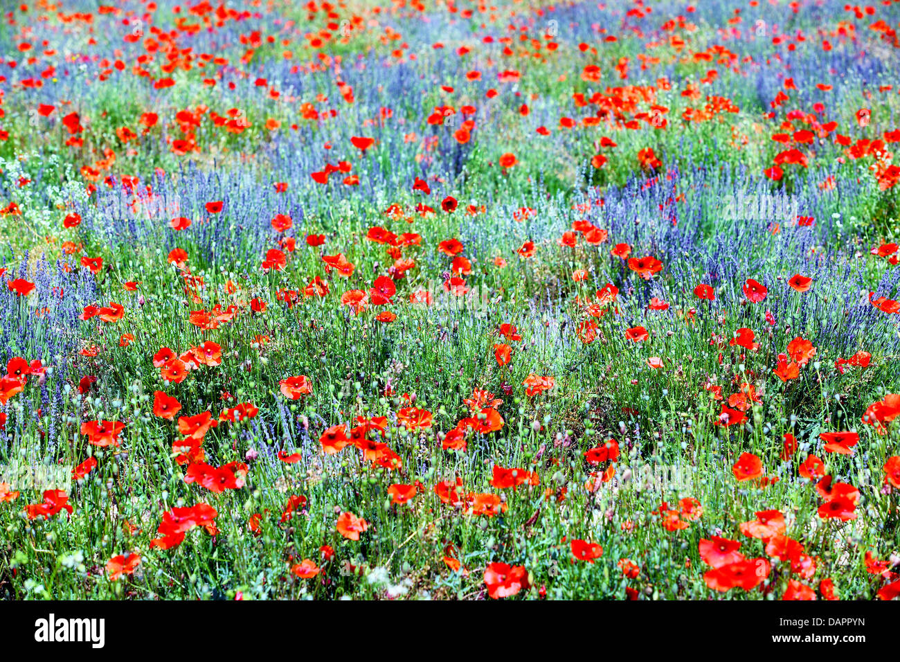 Field of violet lavender and red poppy flowers Stock Photo - Alamy