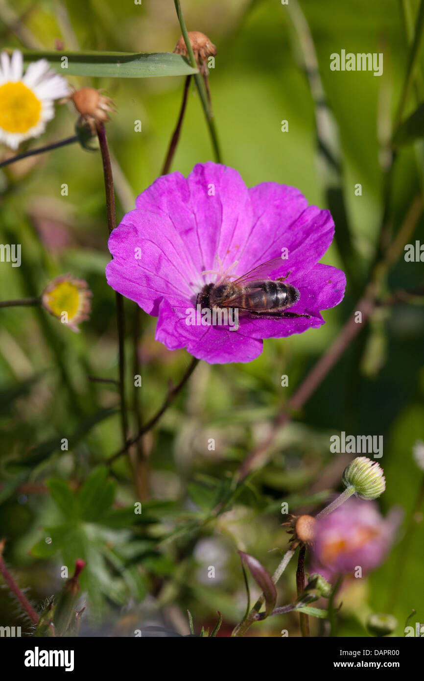 foraging bee on purple geranium flower in the spring garden Stock Photo ...