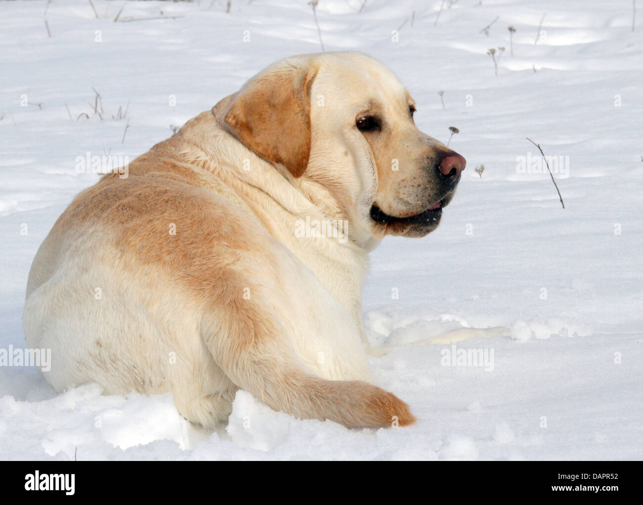 yellow labrador in the snow in winter portrait Stock Photo - Alamy