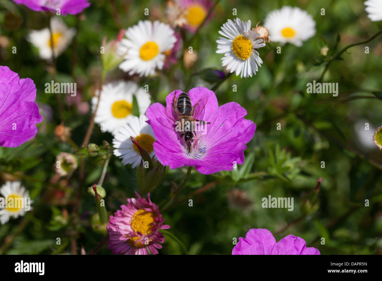 foraging bee on purple geranium flower in the spring garden Stock Photo ...