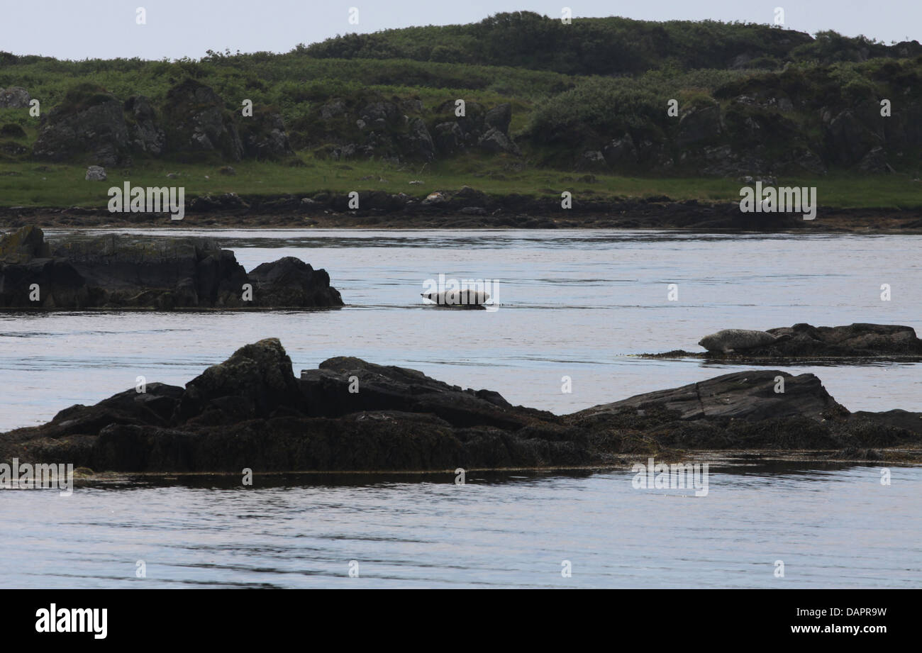 Seals scottish coast hi-res stock photography and images - Alamy
