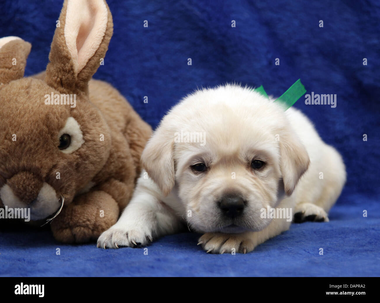 yellow labrador puppy on the toy rabbit on blue background Stock Photo ...