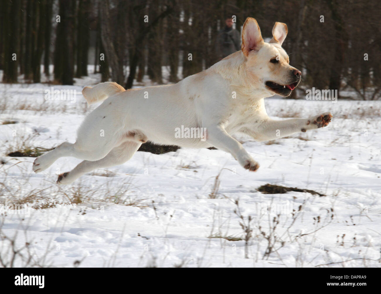 yellow labrador running in the snow in winter Stock Photo - Alamy