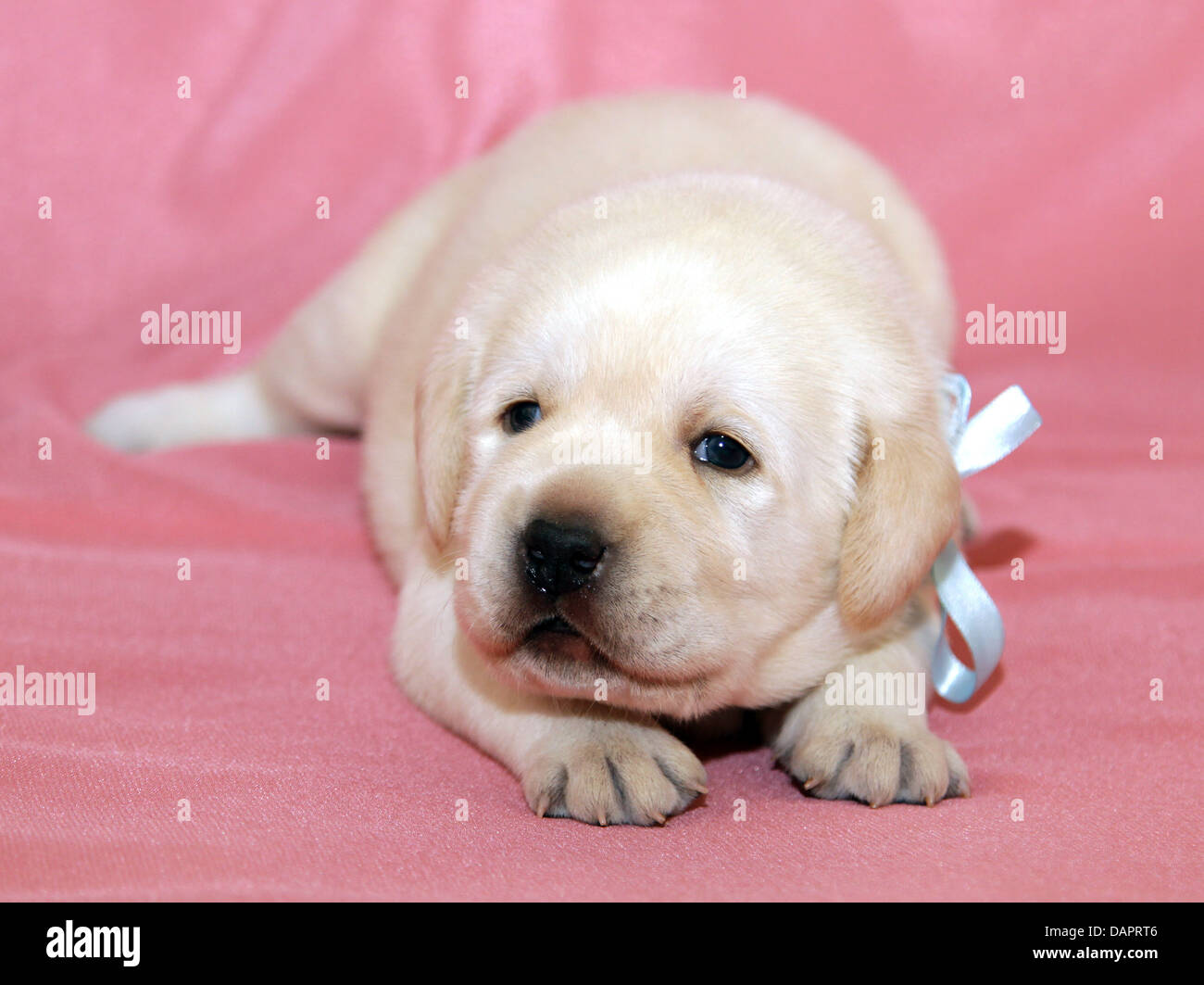 yellow labrador puppy on the pink background Stock Photo - Alamy
