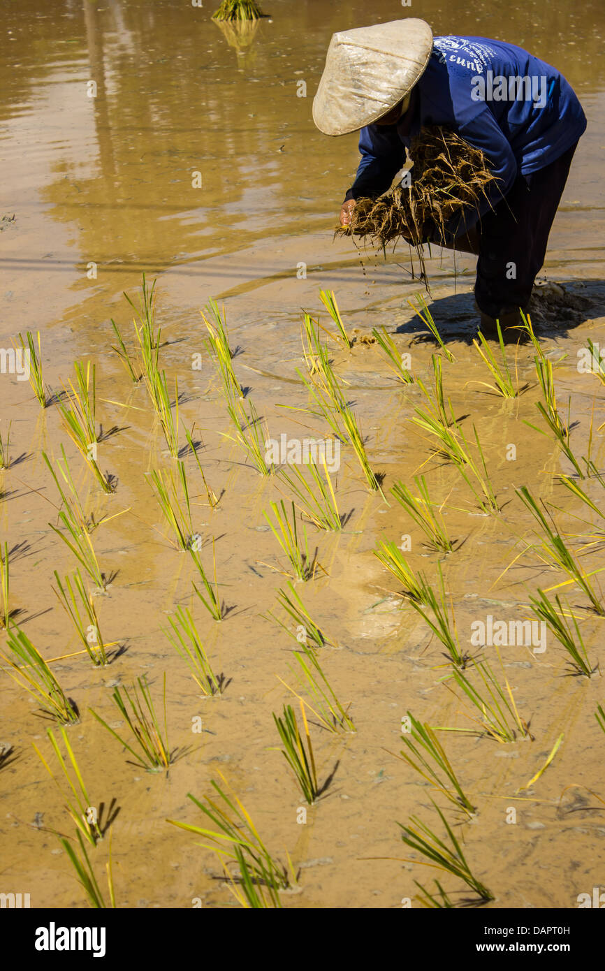 The Farmers grow rice in asia Stock Photo - Alamy
