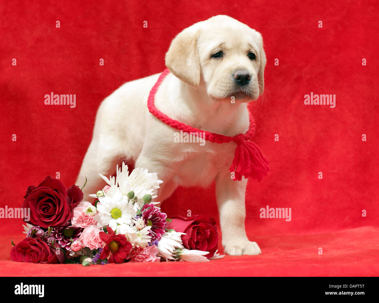 yellow labrador puppy with flowers on the red background Stock Photo ...