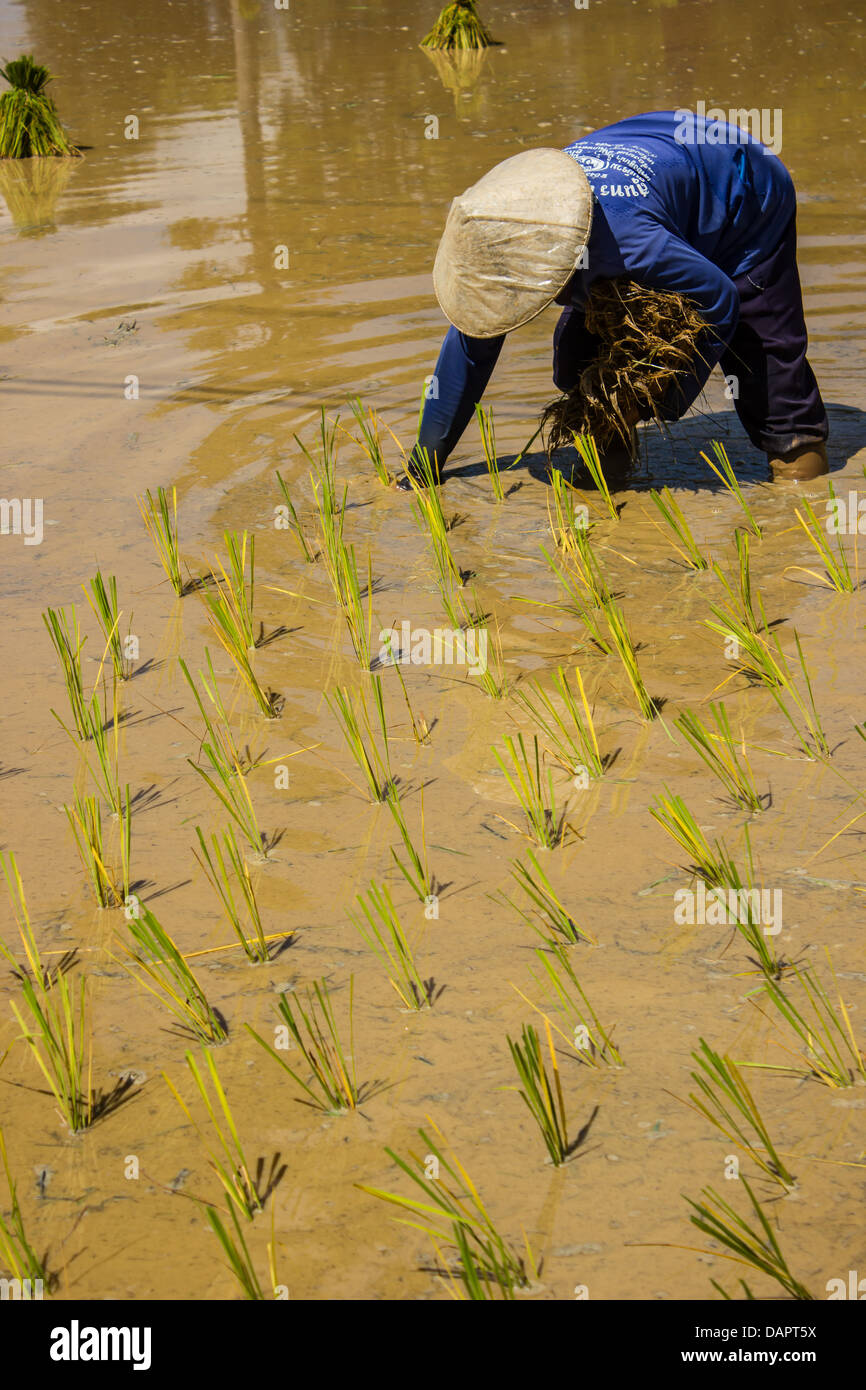 The Farmers grow rice in asia Stock Photo - Alamy