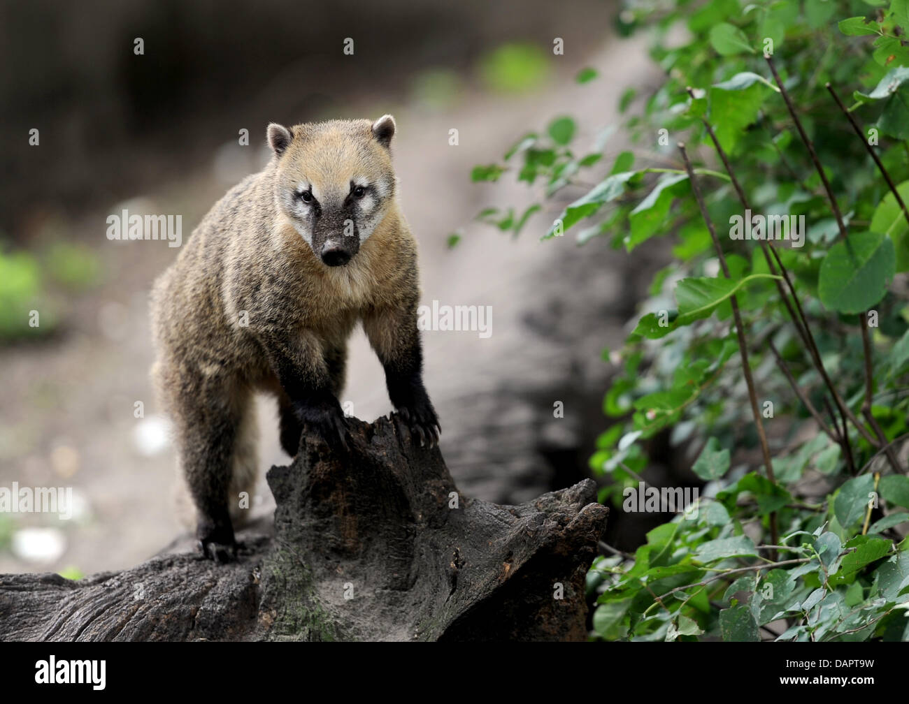 A coati walks through its enclosure at the zoo in Berlin, Germany, 30 ...