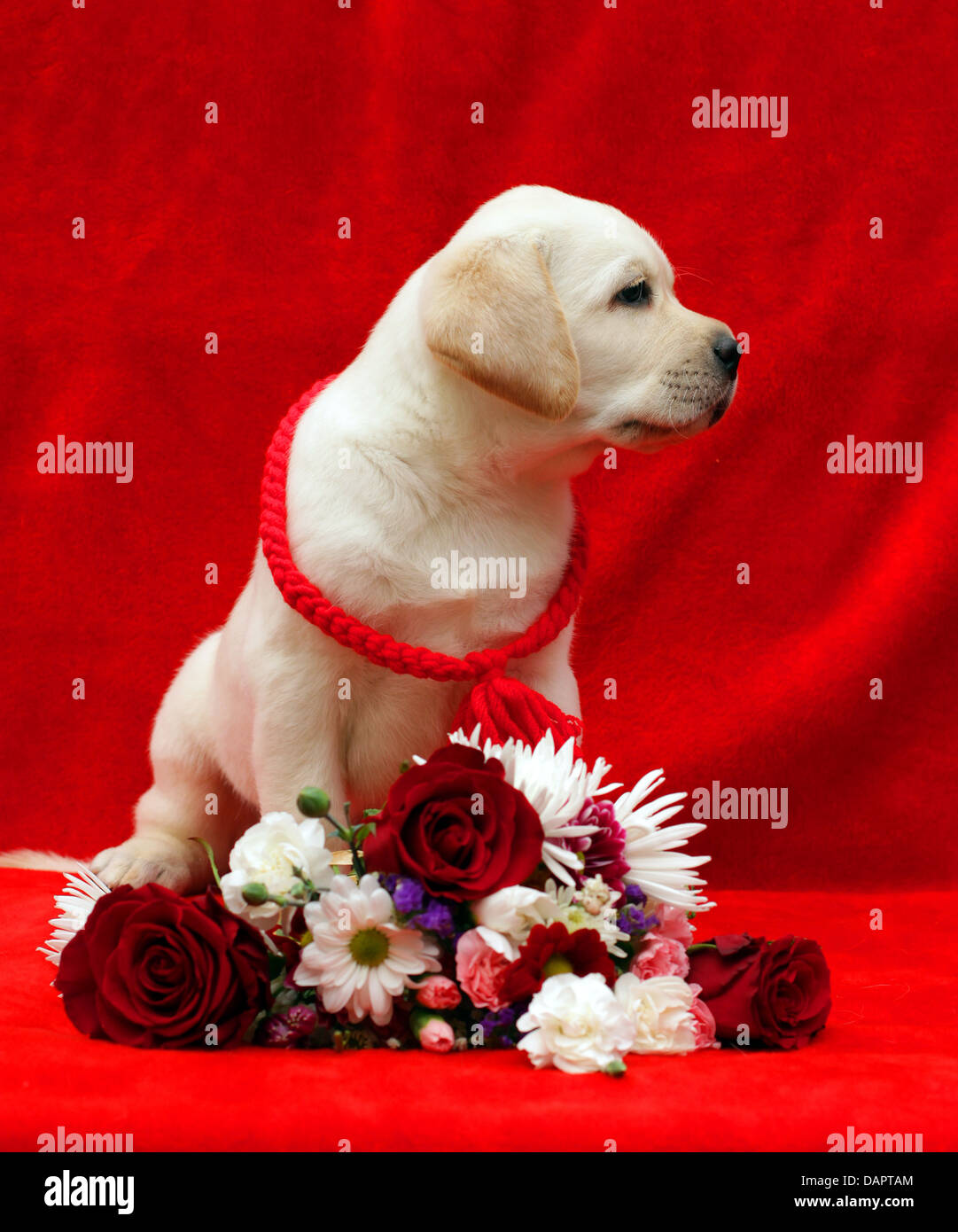 yellow labrador puppy with flowers on the red background Stock Photo ...