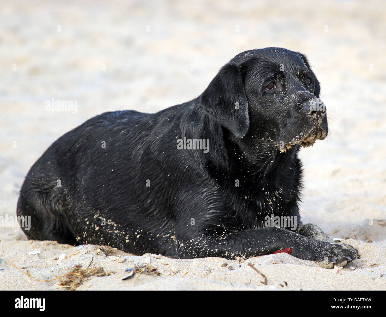black labrador looking at the sea in summer Stock Photo - Alamy