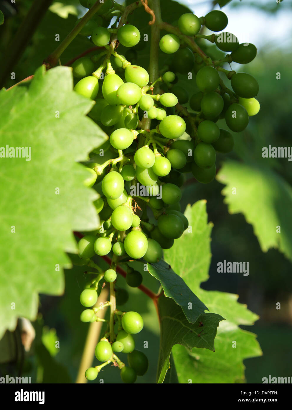 Green grape branch leaf hi-res stock photography and images - Alamy
