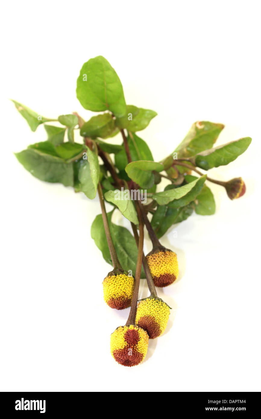 some paracress flowers against white background Stock Photo - Alamy