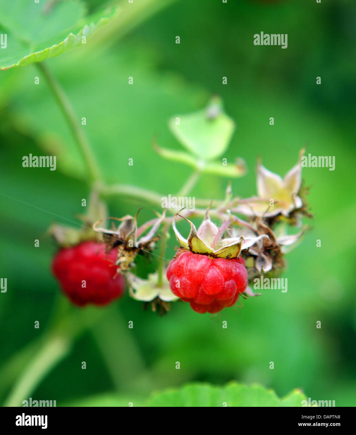 sweet raspberry in the garden in summer Stock Photo - Alamy