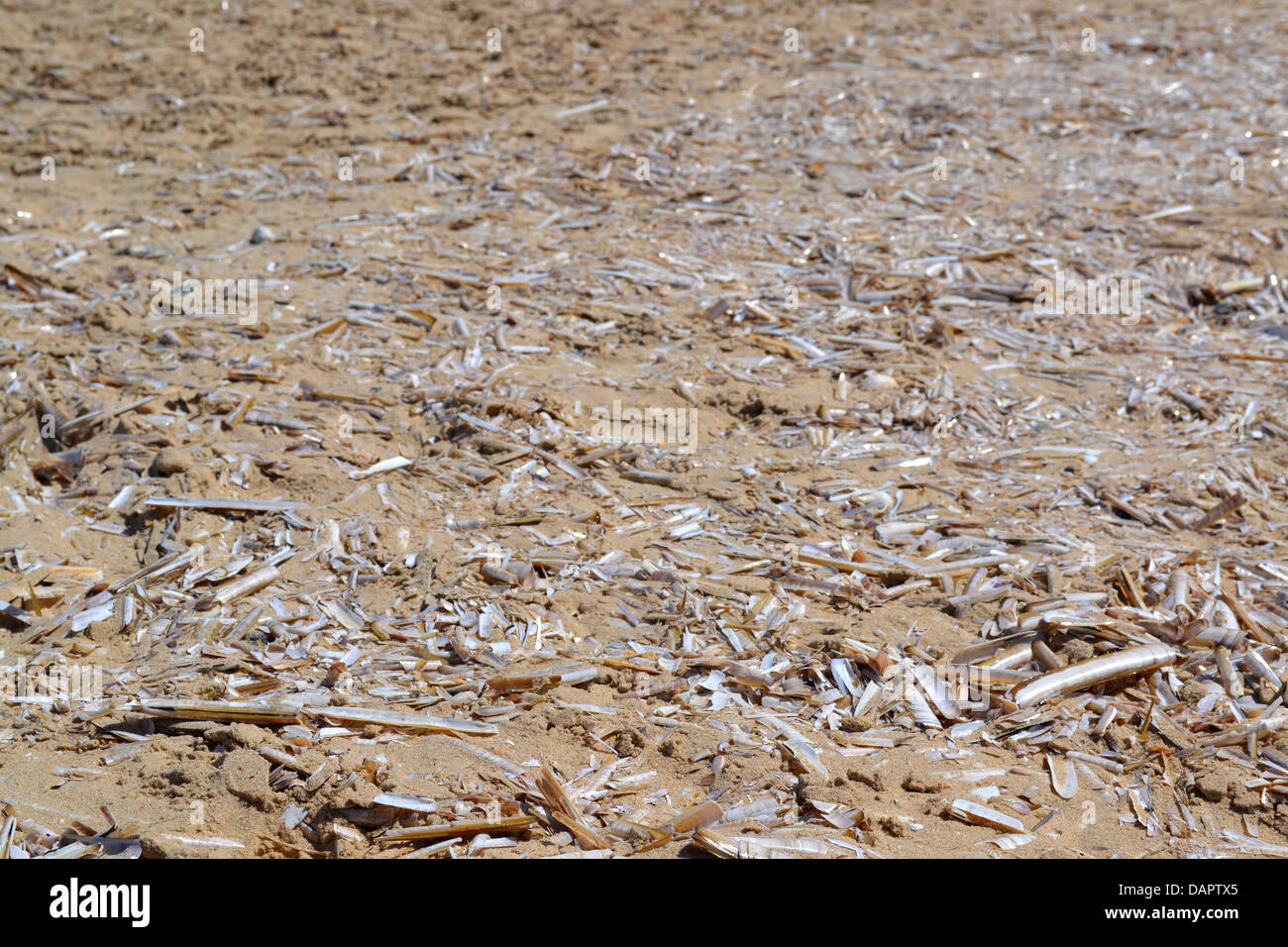 English beach shells hi-res stock photography and images - Alamy
