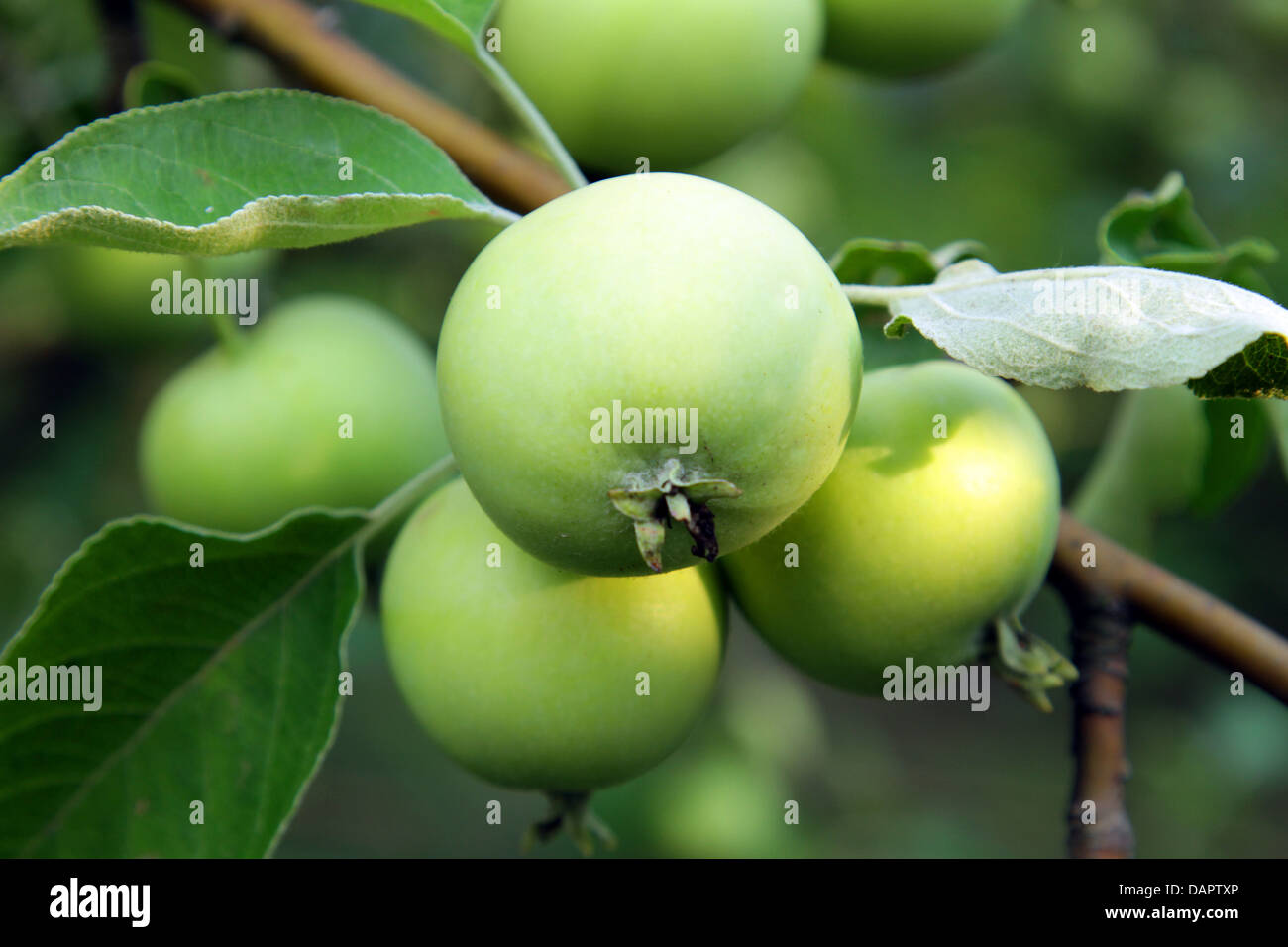Beauty of natu hi-res stock photography and images - Alamy
