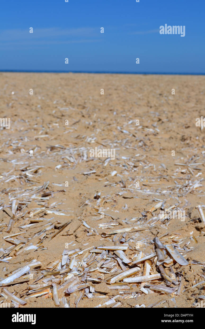 Razor clam shells hi-res stock photography and images - Alamy