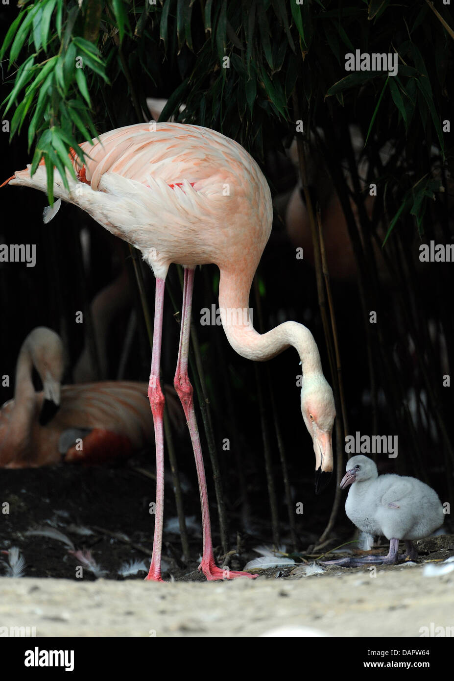 Flamingo enclosure hi-res stock photography and images - Alamy