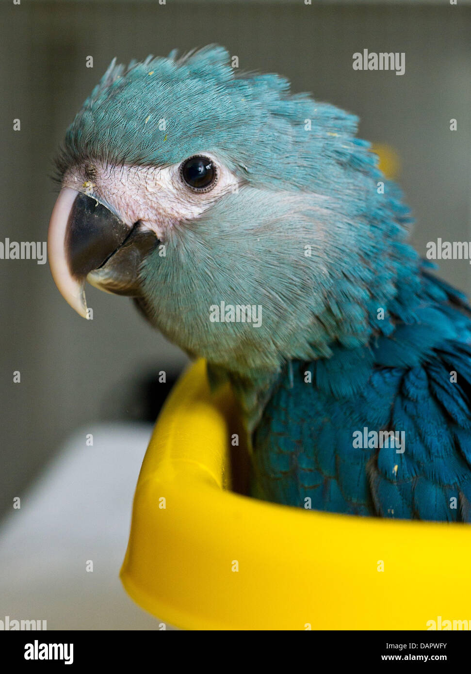 Spix macaws hi-res stock photography and images - Alamy