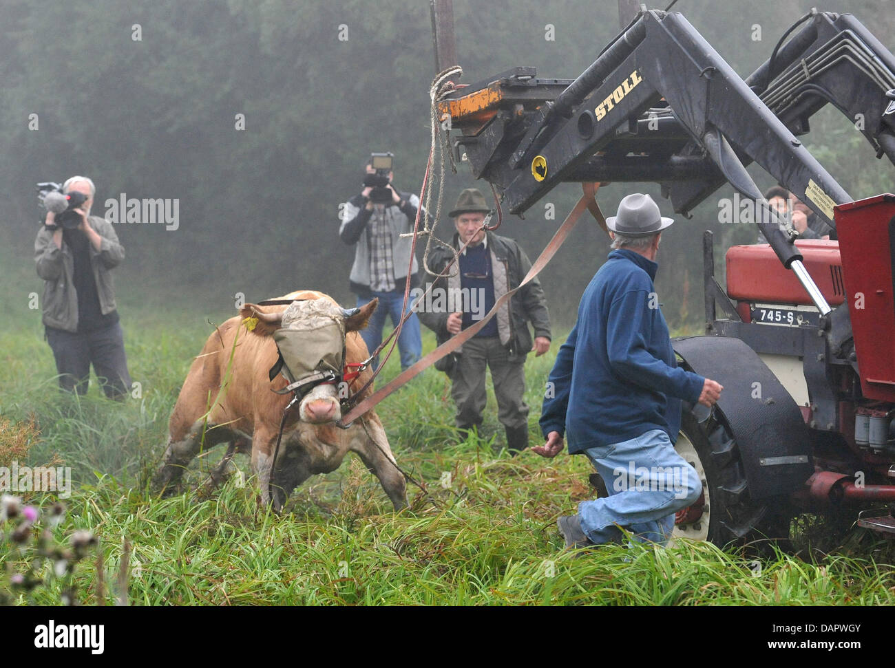 Cow Yvonne is caught and pulled by a tractor at a grazing land near ...