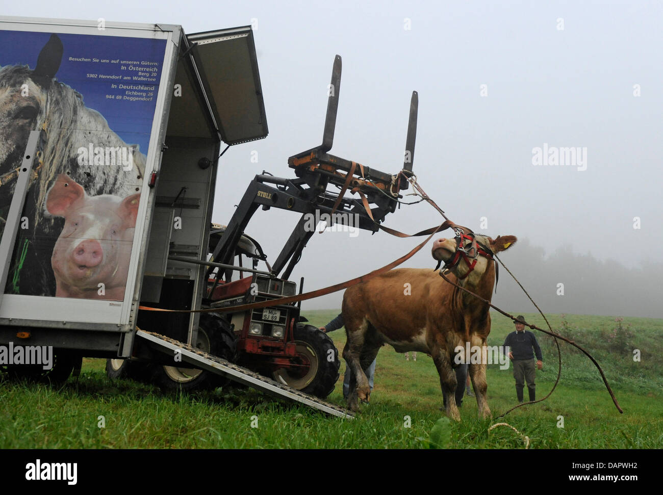 After being caught, cow Yvonne is loaded onto a trailer at a grazing ...
