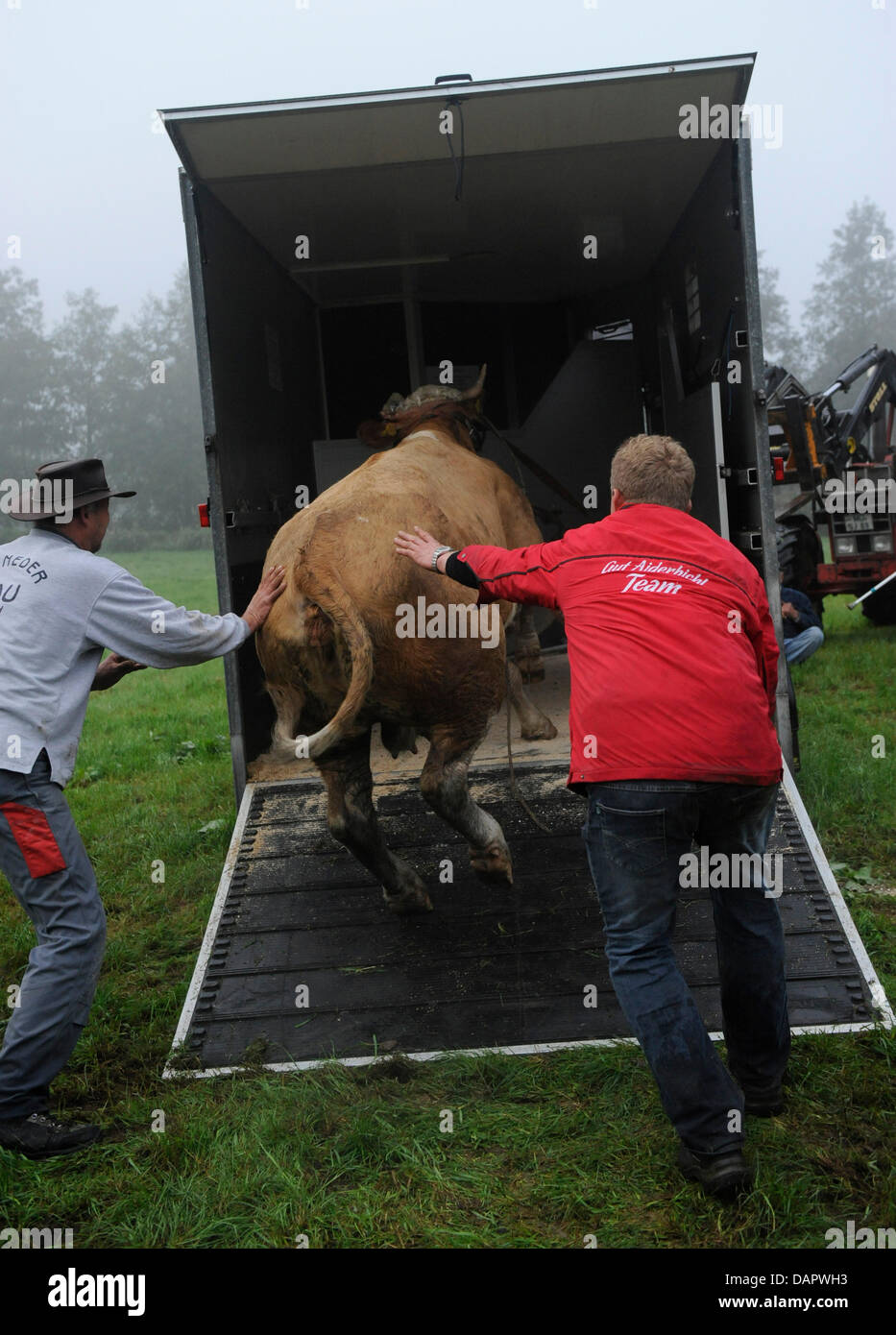 After being caught, cow Yvonne is loaded onto a trailer at a grazing ...