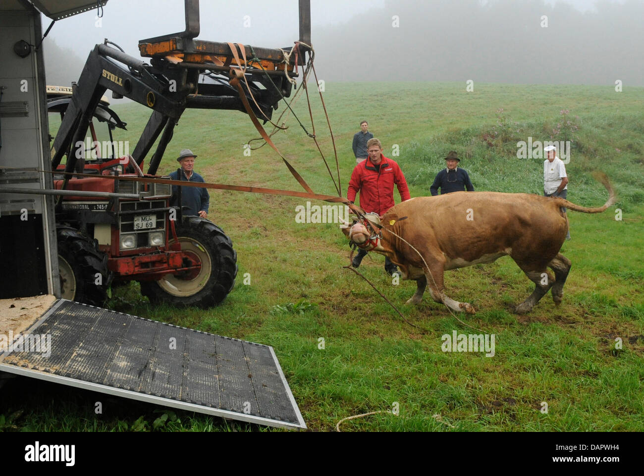 After being caught, cow Yvonne is loaded onto a trailer at a grazing ...