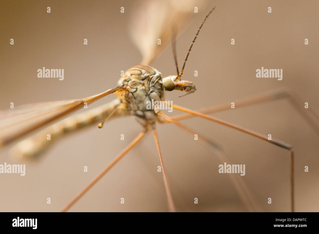 Crane Fly closeup Stock Photo - Alamy