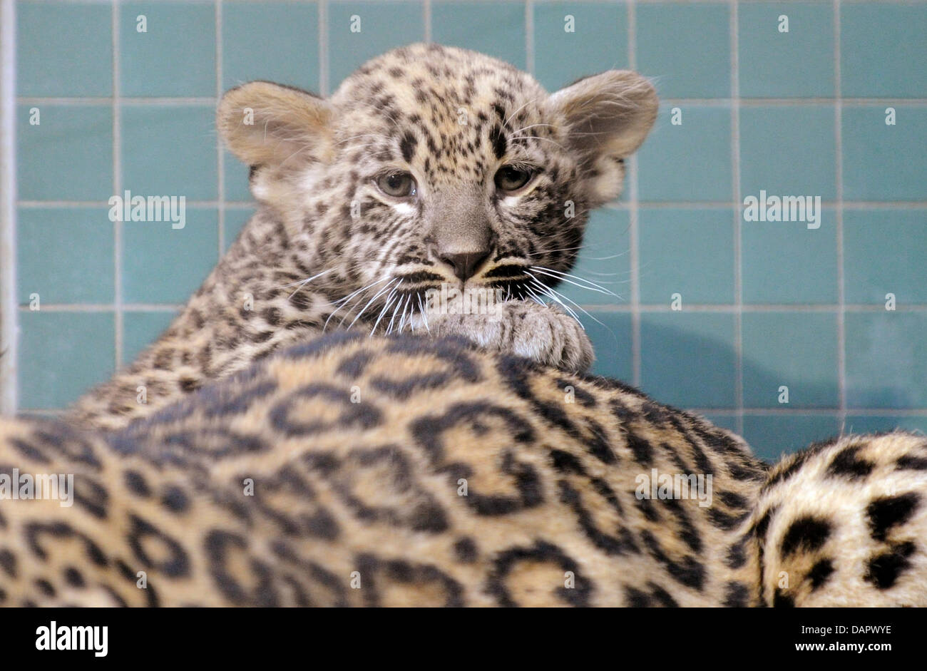 Leopard baby Bijan hides behind its mother at the zoo in Berlin ...