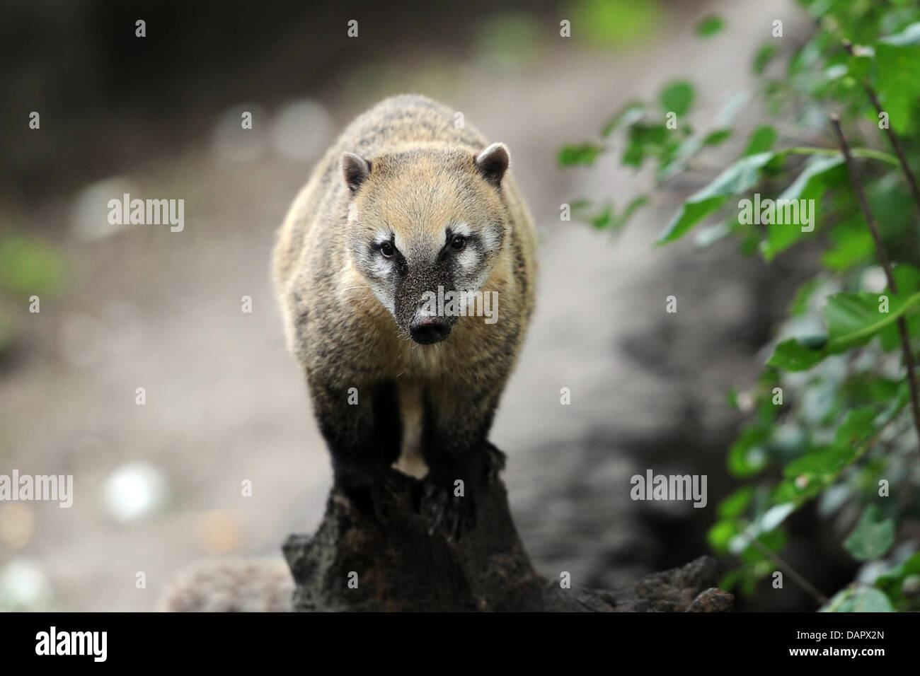 A coati stands inside its enclosure at the zoo in Berlin. Photo: Britta ...