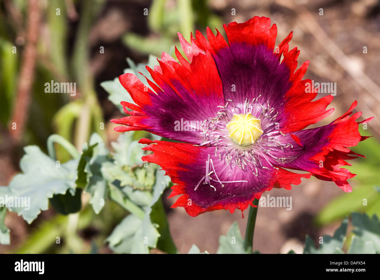 spectacular display of blood-red poppies in a meadow Papaver rhoeas ...