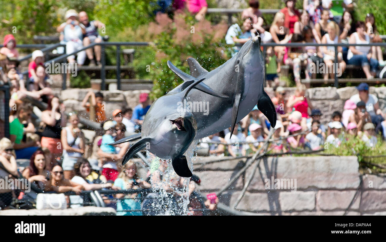 Nuremberg, Germany. 17th July, 2013. Dolphins jump out of the water ...