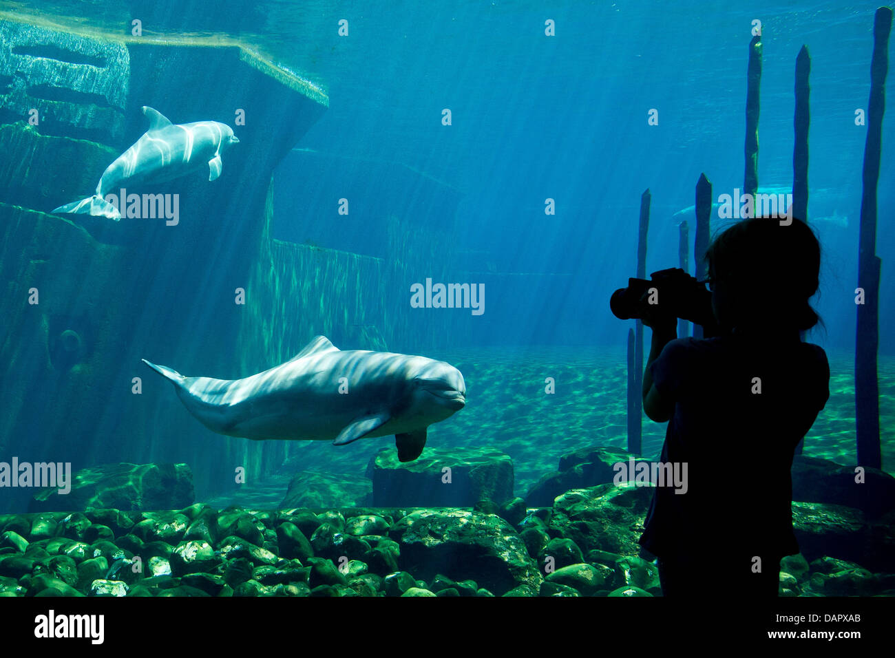 Nuremberg, Germany. 17th July, 2013. Dolphins swim past the window pane ...