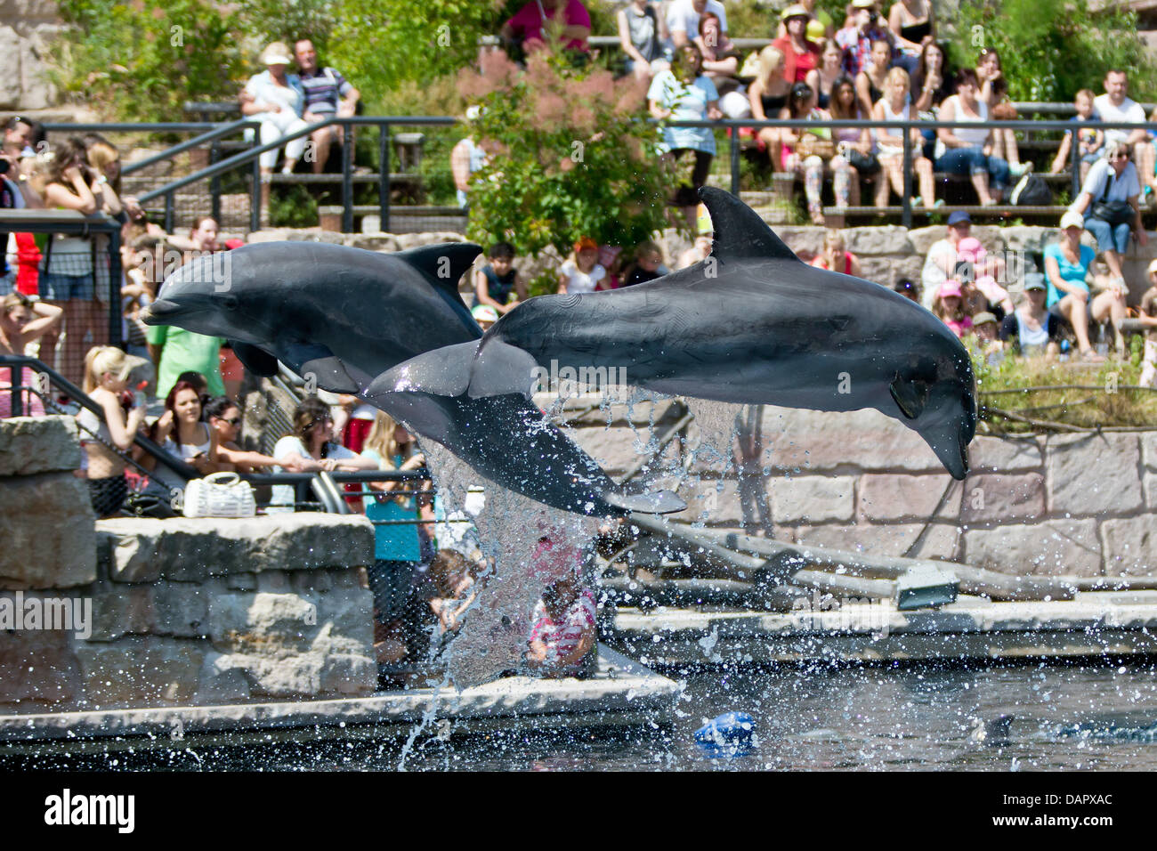 Nuremberg zoo dolphin hi-res stock photography and images - Alamy