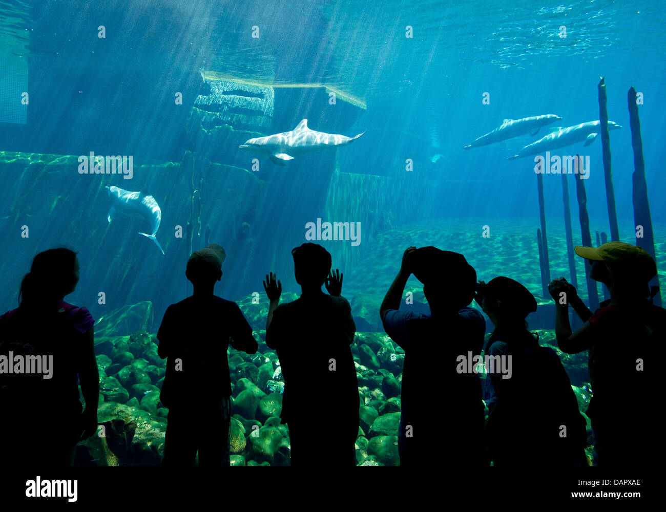 Nuremberg zoo dolphin hi-res stock photography and images - Alamy