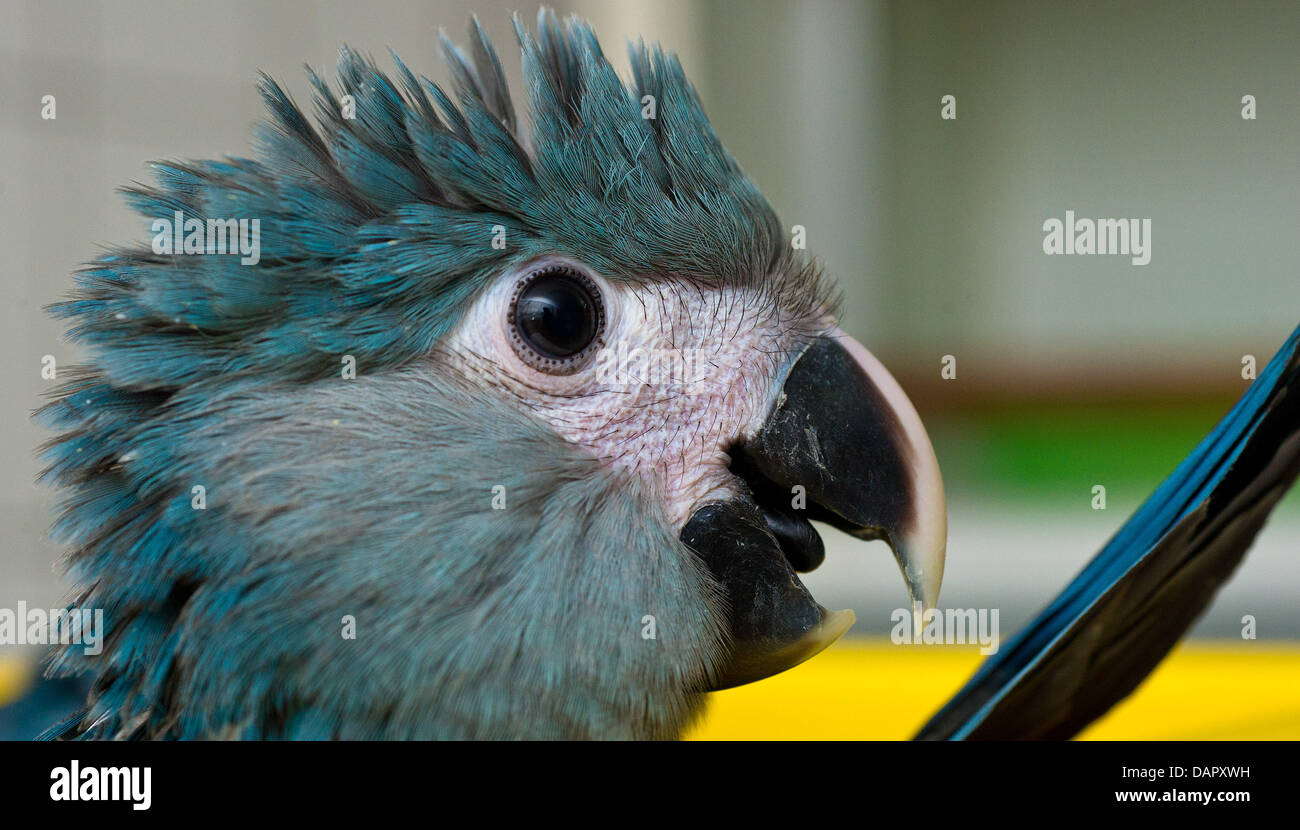 One of two Spix's Macaws, said to be the rarest parrot species, sits ...