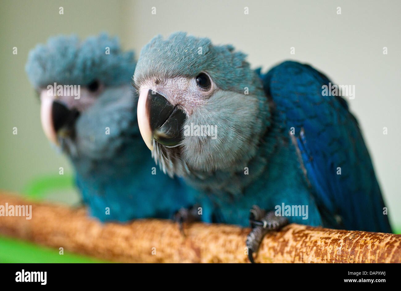Two Spix's Macaws, said to be the rarest parrot species, sit on a ...