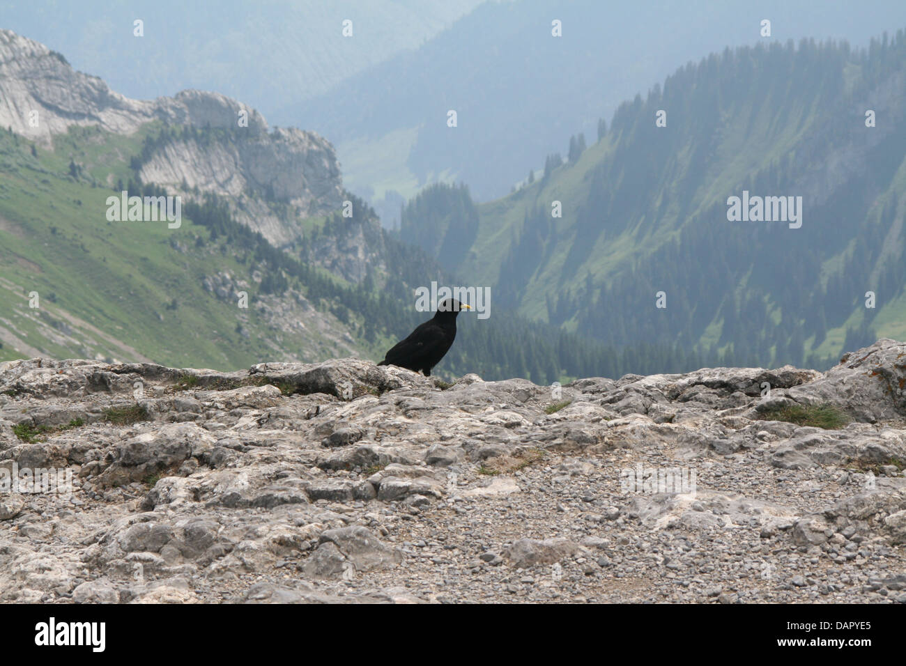 Shot of bird at the summit of Mount Pilatus in Switzerland Stock Photo ...
