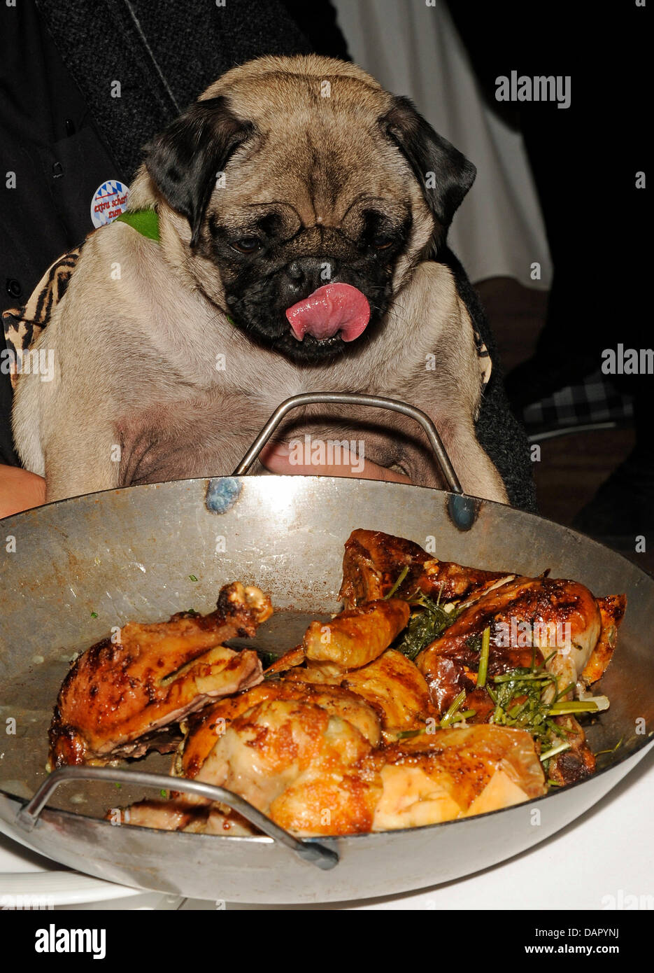 Pug Mia sits in front of a plate of meat at the pugs party, a wiesn ...