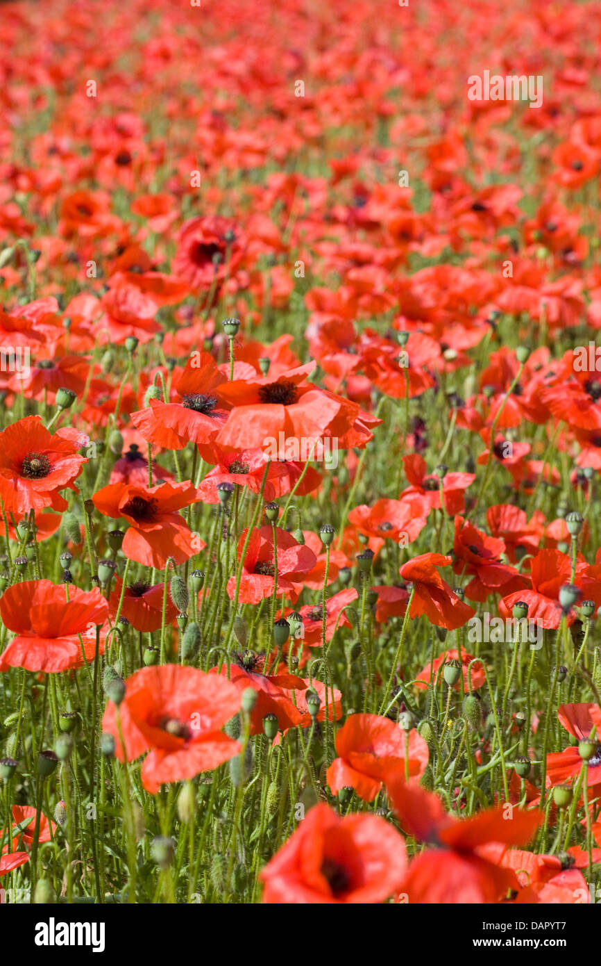 spectacular display of blood-red poppies in a meadow Papaver rhoeas ...