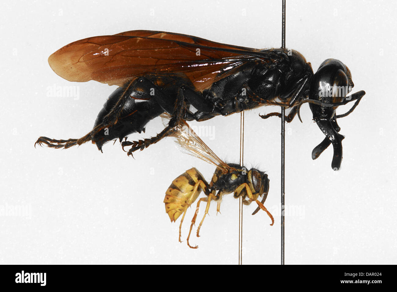 (FILE - HANDOUT) A undated handout show an up til now unknown giant ...