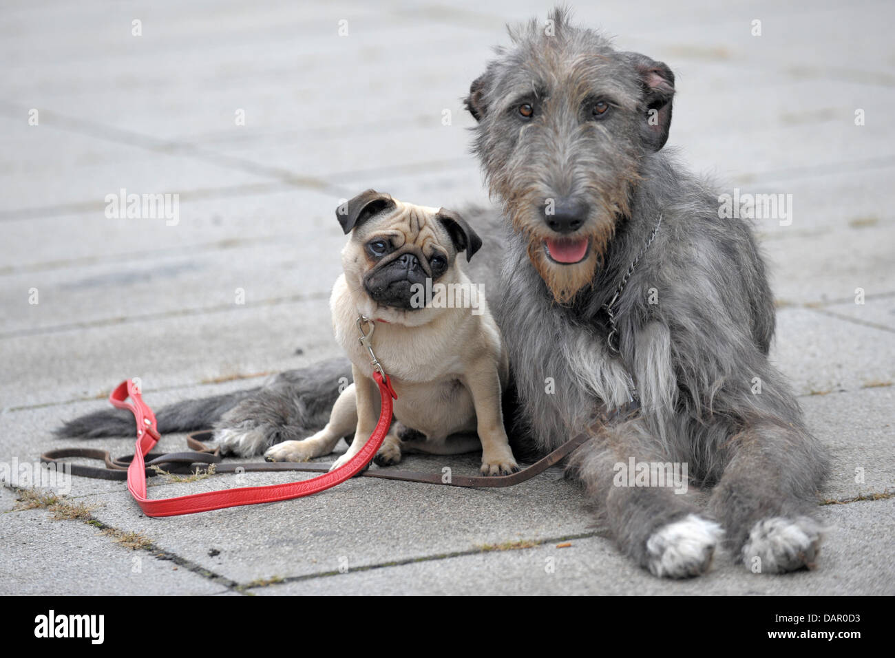 Pug Harry and the Irish wolfhound Nala pose for photographers in front ...