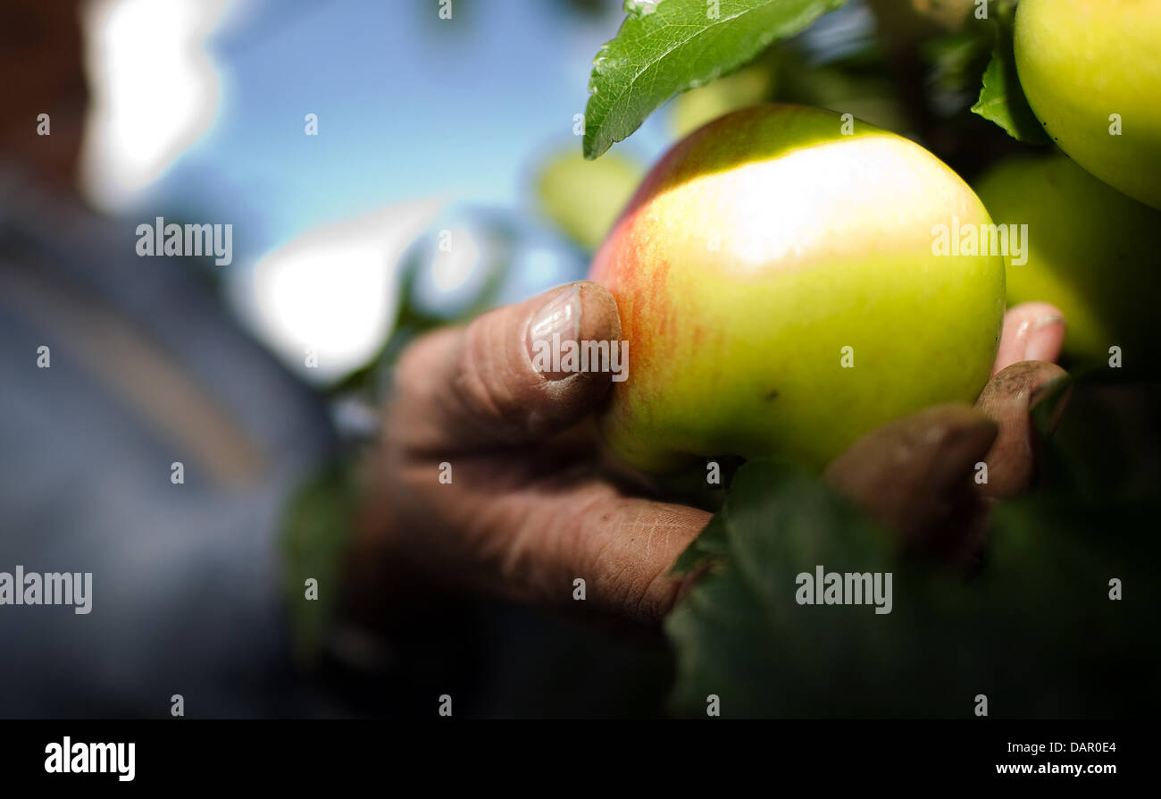 Orchard thieves hi-res stock photography and images - Alamy