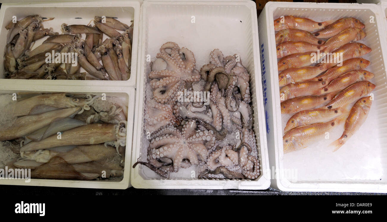 Octopi, squid and mullet sit in crates in Hamburg, Germany, 07 ...