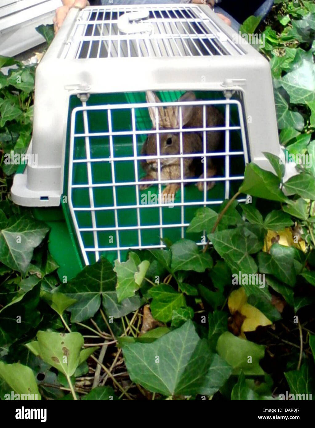 A police handout picture shows a wild rabbit in atransport box in ...