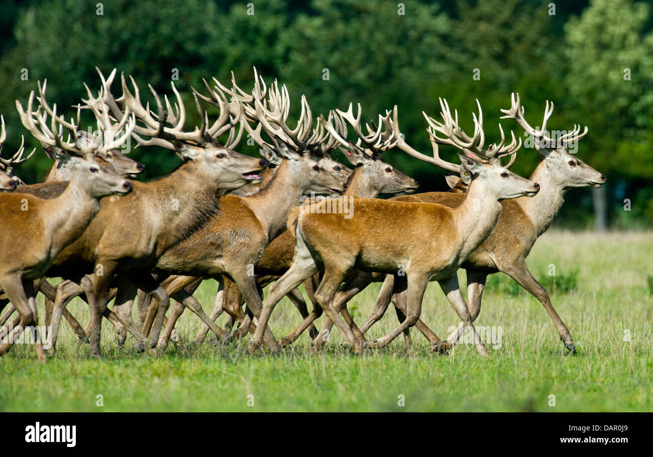 Dder stand on a meadow by the farm Hirschaue in Birkenholz, Germany, 6 ...
