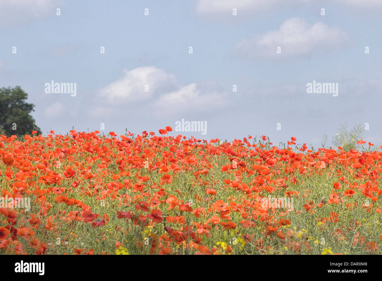 spectacular display of blood-red poppies in a meadow Papaver rhoeas ...