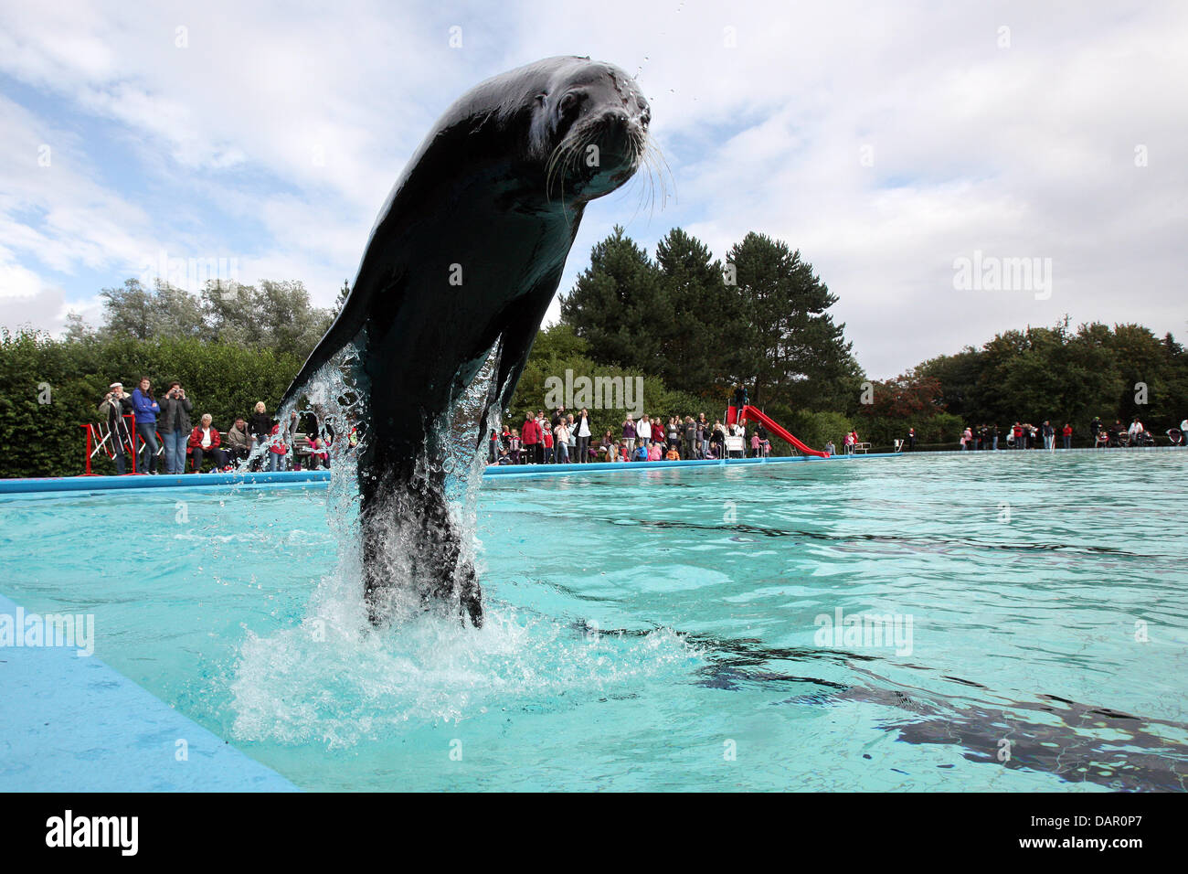 Seal Charlie, known from the TV series 'Hello Robbie' swims in the ...