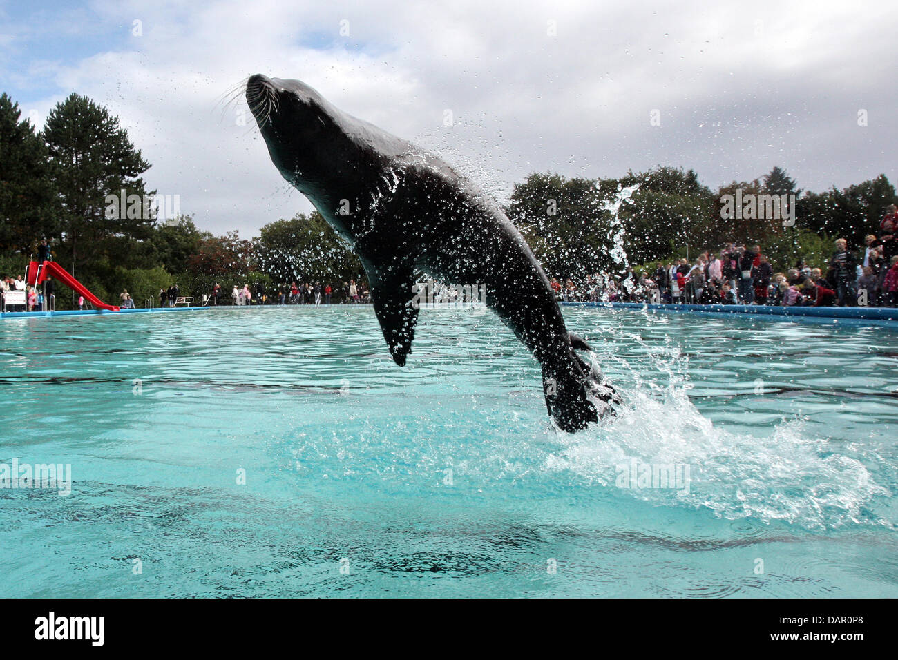 Seal Charlie, known from the TV series 'Hello Robbie' swims in the ...